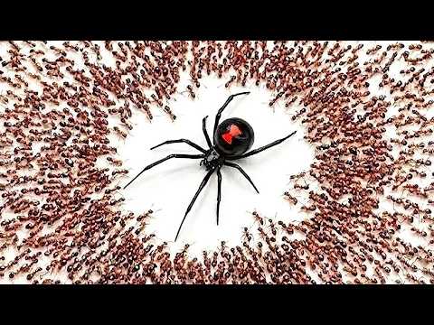 1.000 Karınca vs. Kara Dul