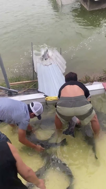 Giant Fish Release 282 #fish - YouTube