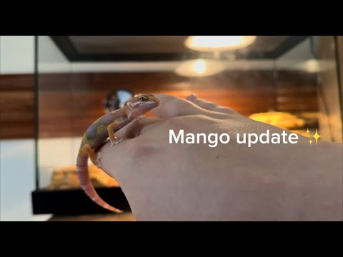An update on my Leopard Gecko Mango - YouTube