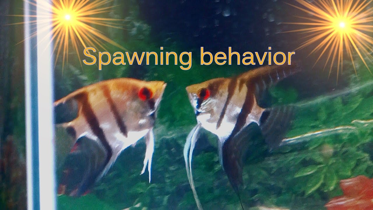 Tips on Angelfish spawning behavior - YouTube