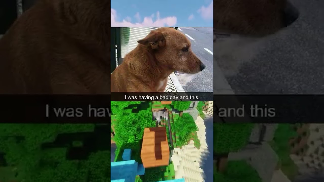 My Favorite Animal Memes! 🐶 - YouTube