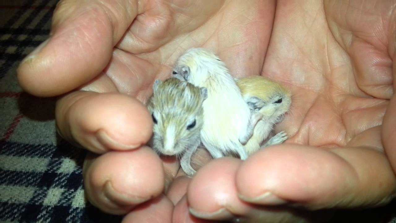 Jerbos con 20 dias (Nueva camada) - YouTube