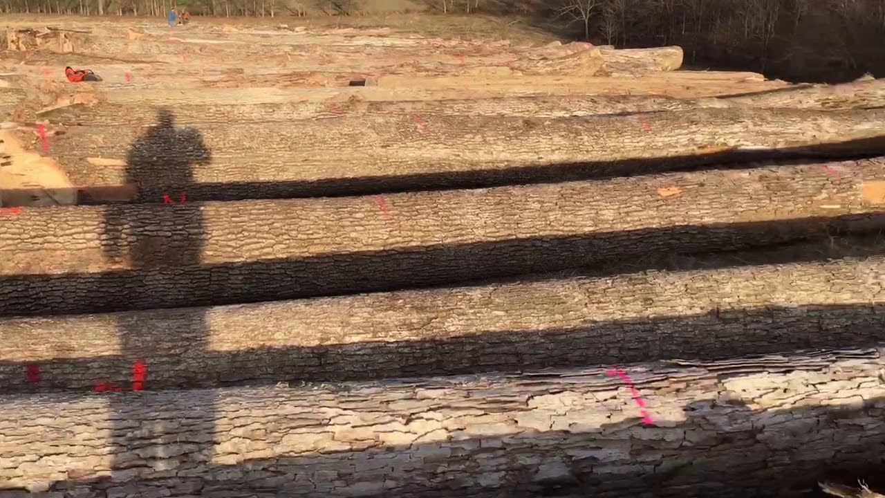 White Oak Rift Logs Tree Length - YouTube