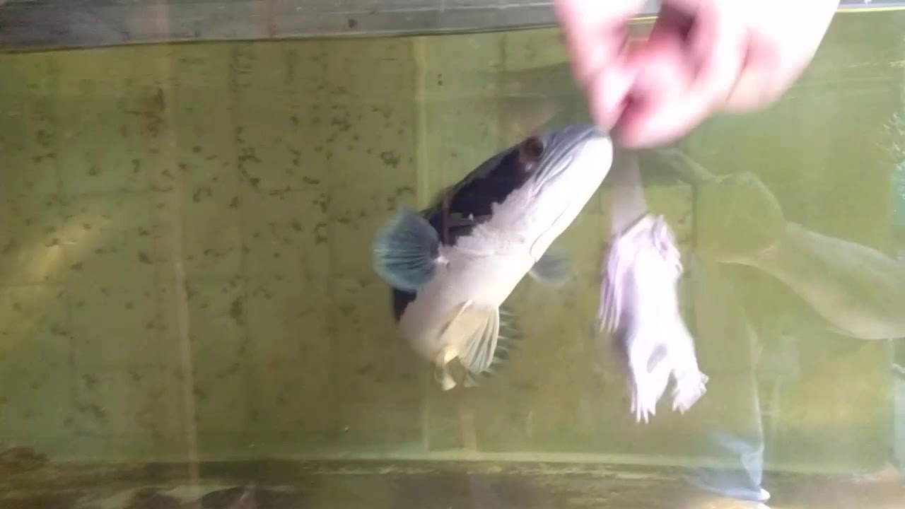 gabus Toman rakus makan tikus - YouTube