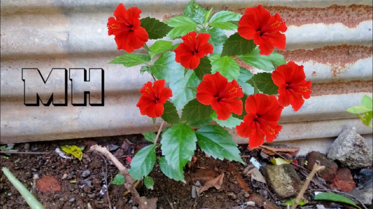 easy to propagate hibiscus cutting just one simple trick! gulhad - YouTube