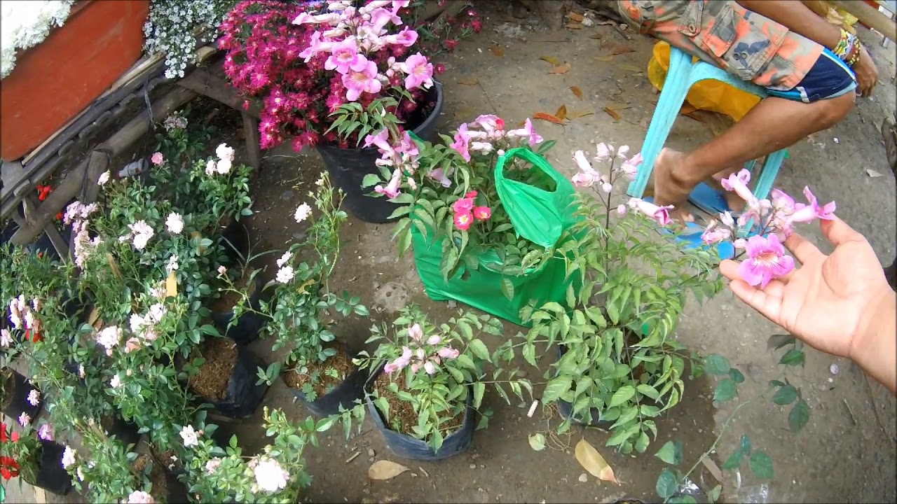 Pototan Market day - YouTube