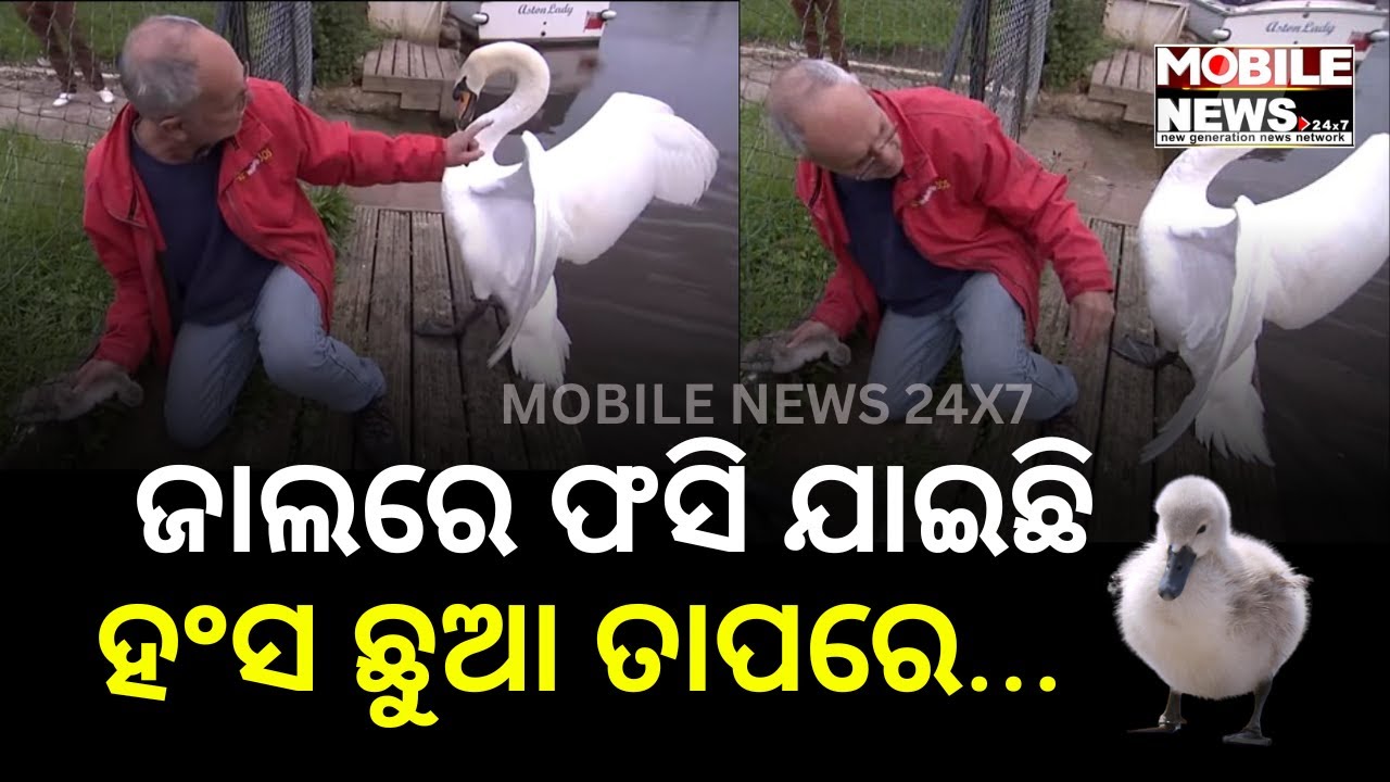 Angry Swan Try To Attack Man: Man Gets Attacked By Mother Swan While ...