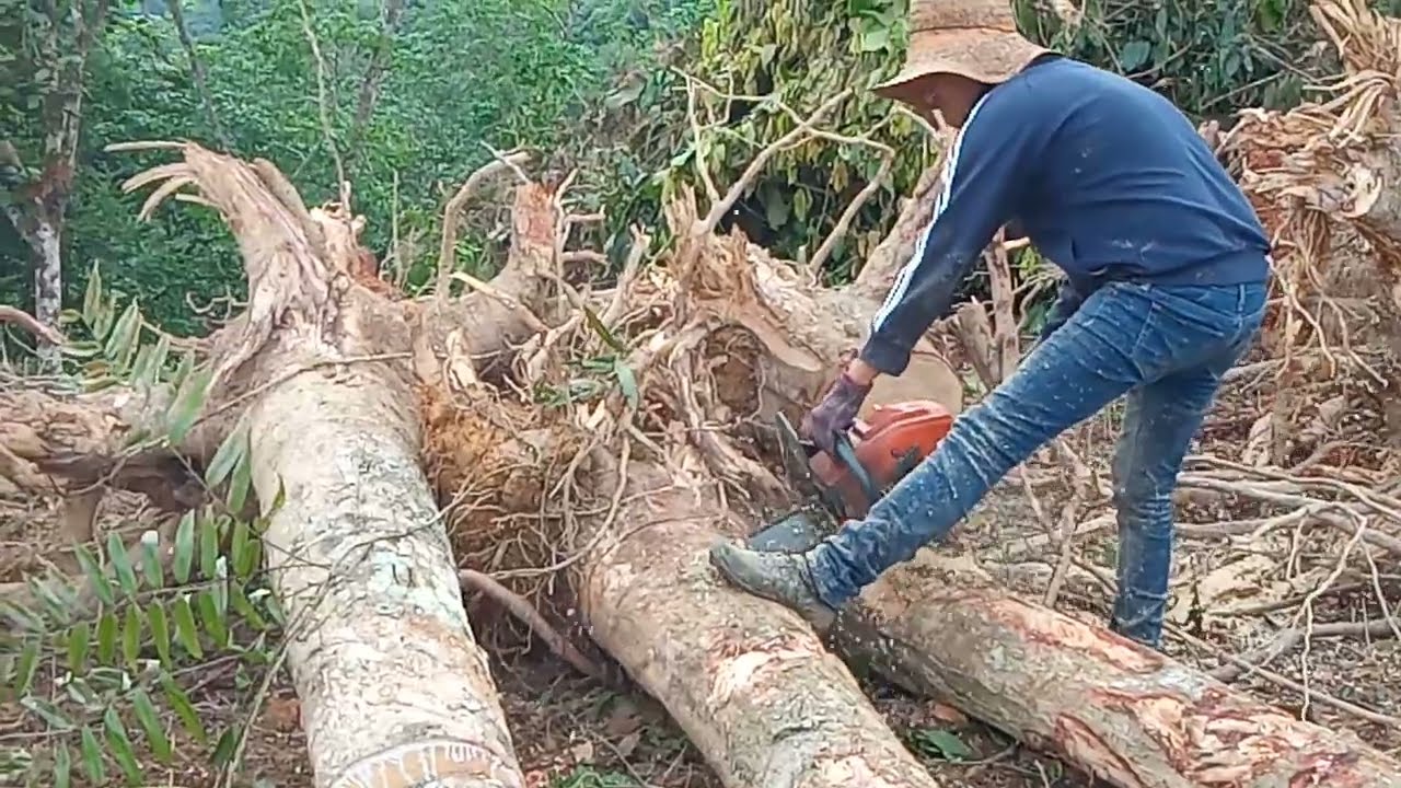 beginilah proses potong kayu getah//guna chaisauw husgvarna 395xp - YouTube