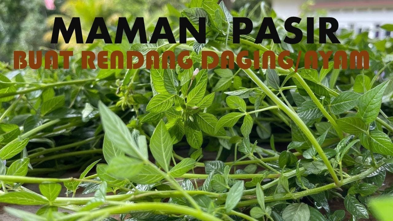 Maman Pasir | Buat Rendang Maman | Lembut dan Sedap 4K - YouTube