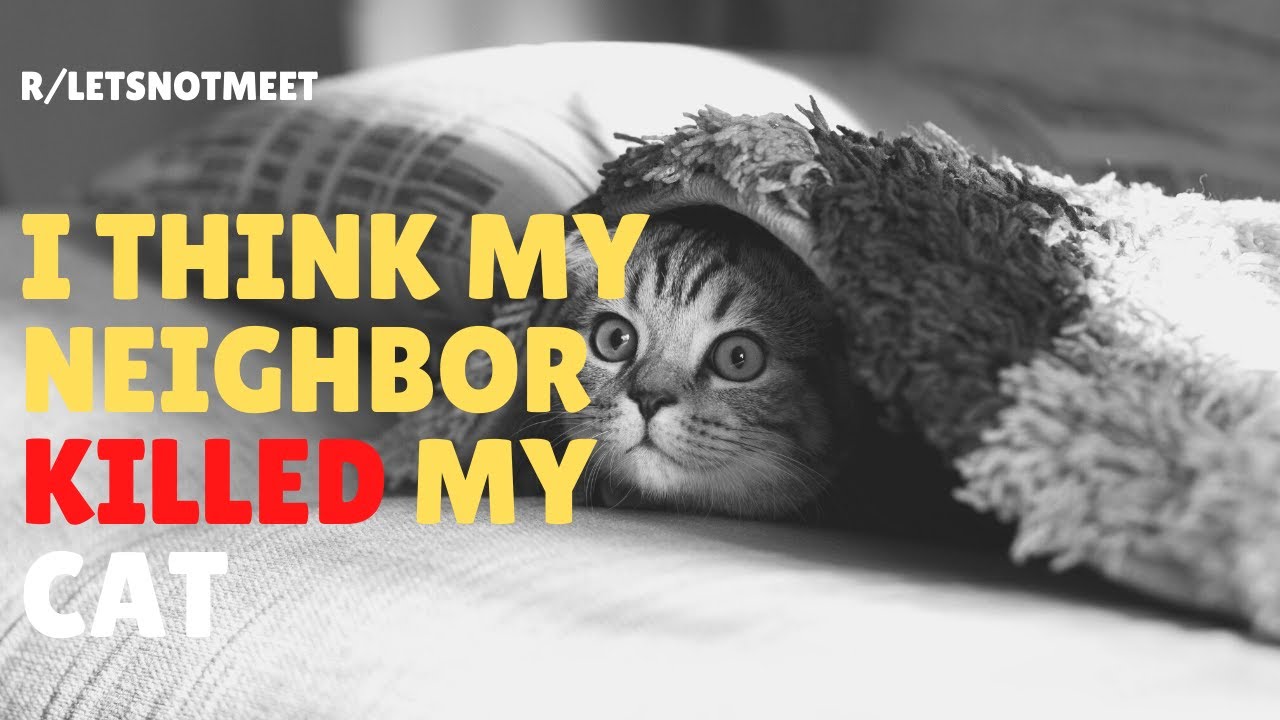 I Think My Neighbor Killed My Cat r LetsNotMeet Sad Reddit Cat i-think-my-neighbor-killed-my-cat-r-letsnotmeet-sad-reddit-cat