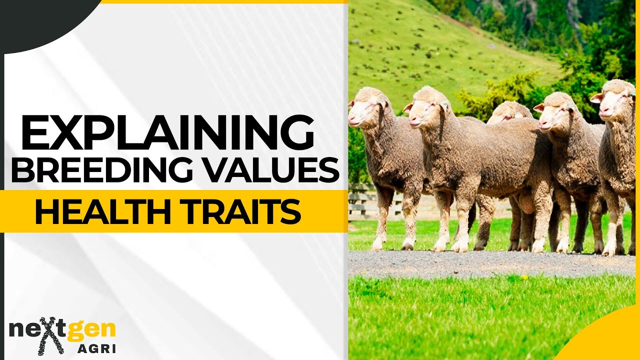 Explaining livestock breeding values | EBVs Health Traits - YouTube