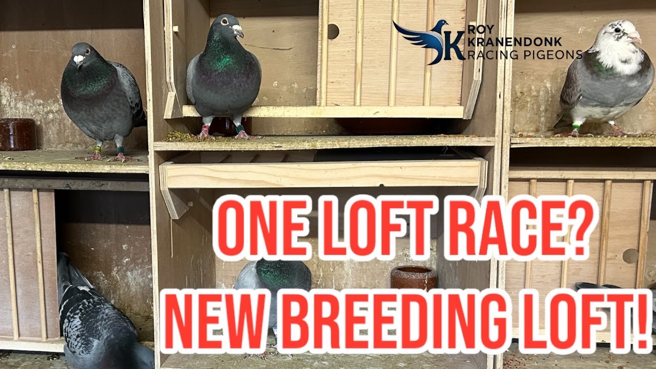 One Loft Race | New Breeding Loft | Racing Pigeons | - YouTube