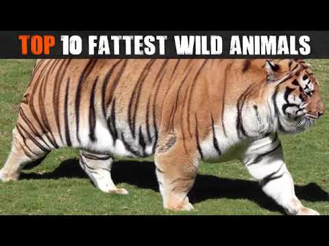 Top ten fattest wild animal you will like to see - YouTube