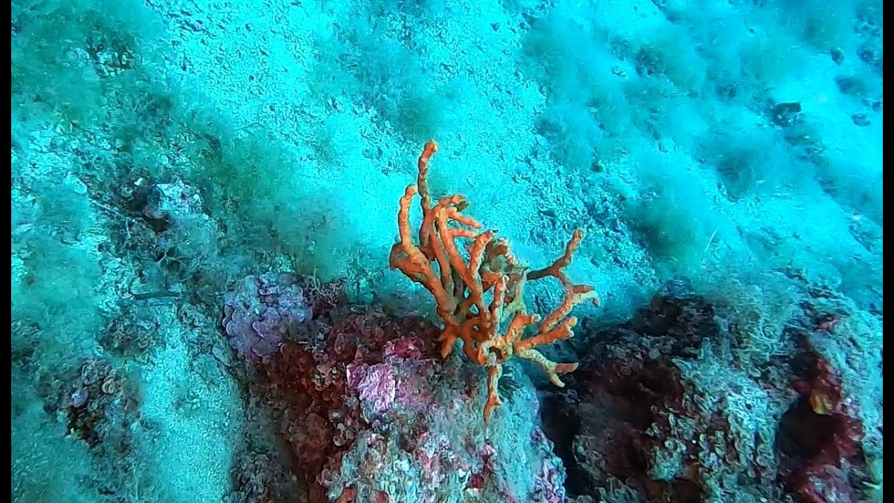 Common Antlers Sponge - Spugna Alberello - Axinella polypoides - YouTube