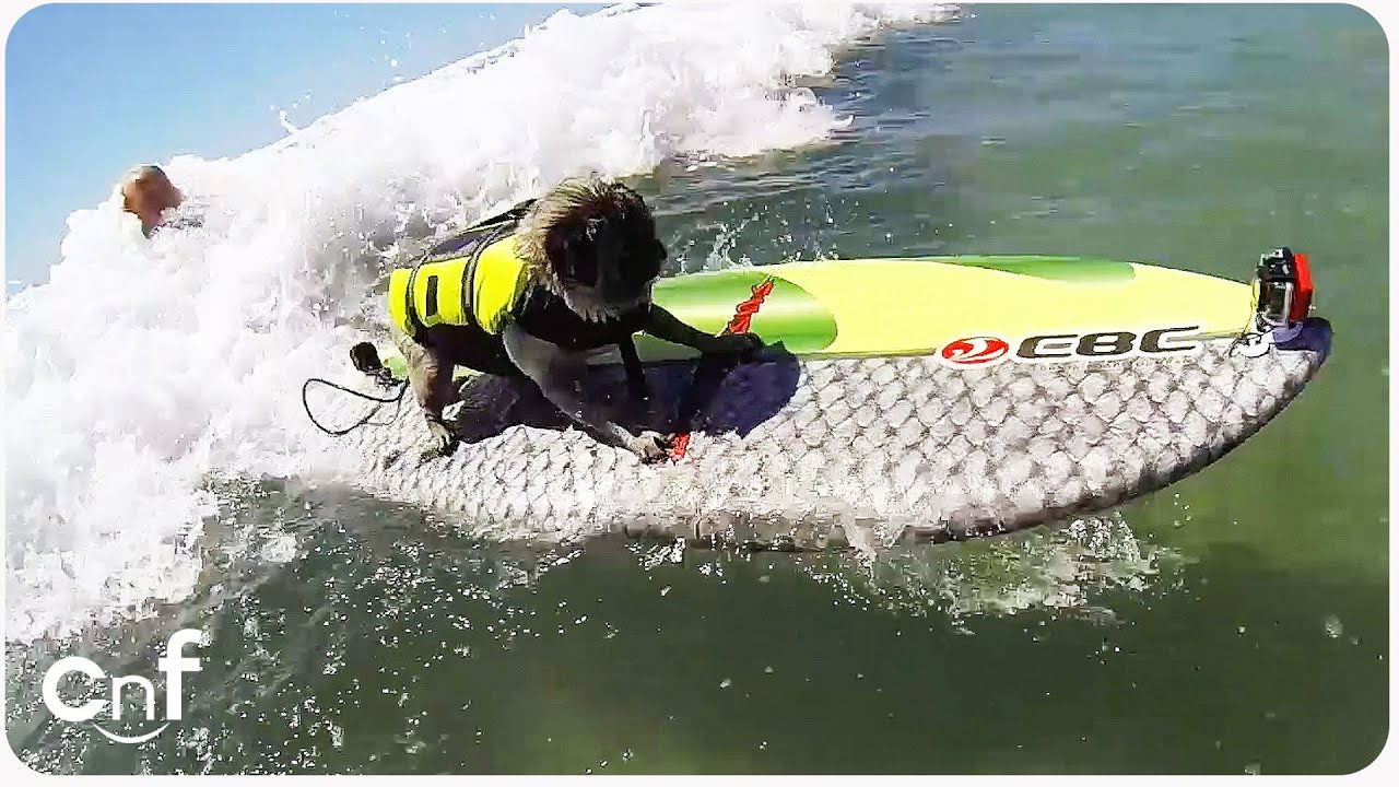 Brandy the Surfing Pug | Doggie Paddle Not Necessary - YouTube