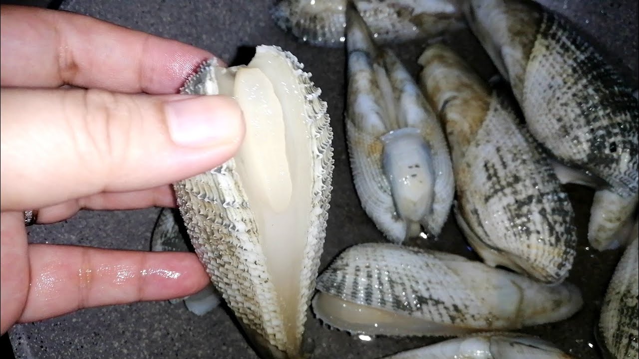 DIWAL SHELL | SIMPLE SEAFOOD RECIPE | MOMZ CHE - YouTube