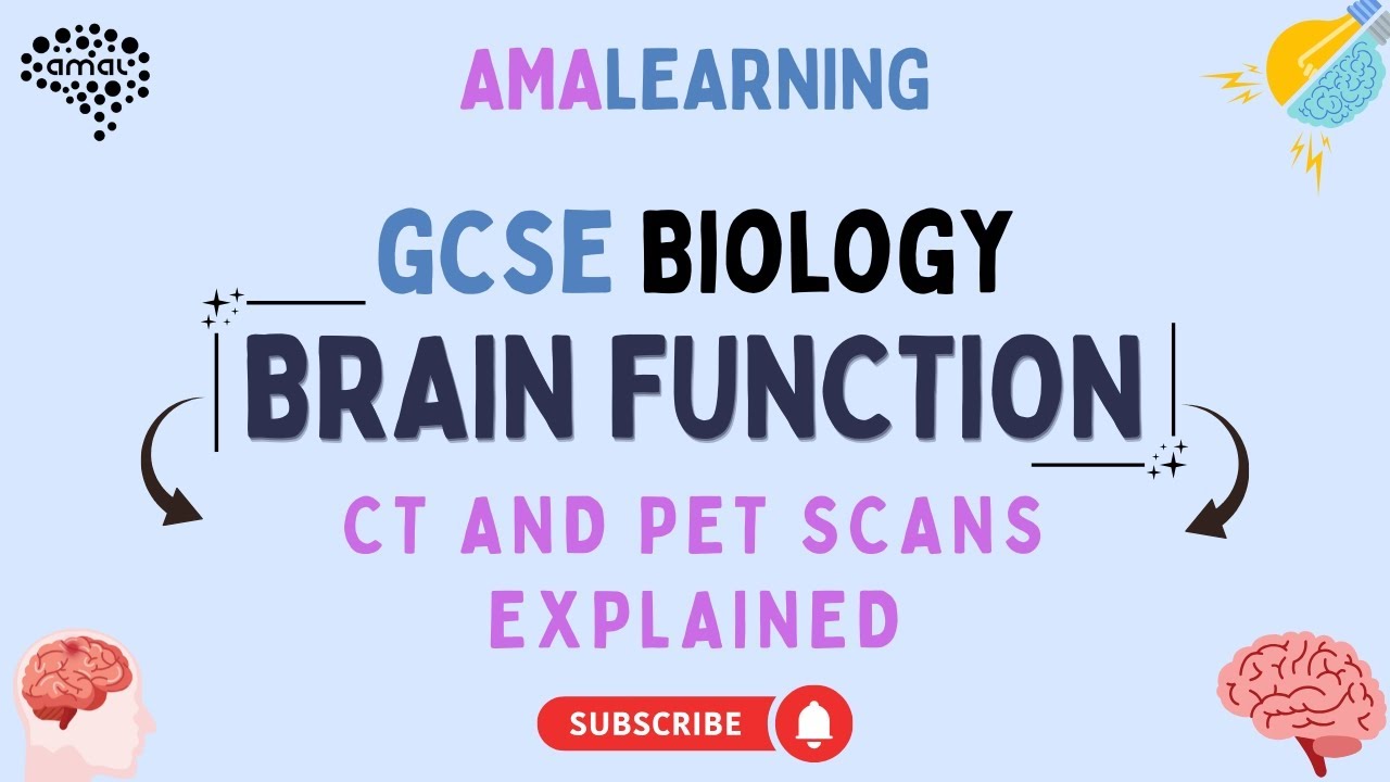 GCSE Biology - Brain Function: CT and PET Scans Explained - YouTube
