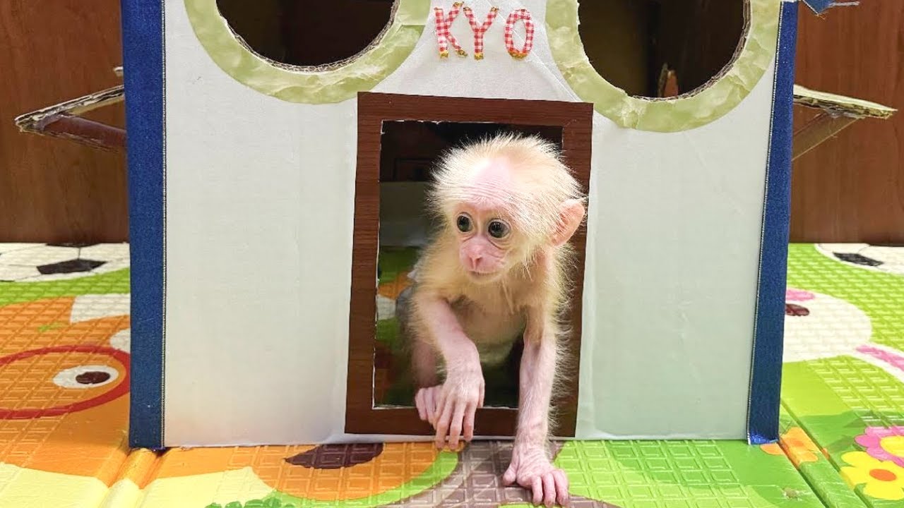 Monkey Kyo has been loved and pampered by her Dad since she was little ...