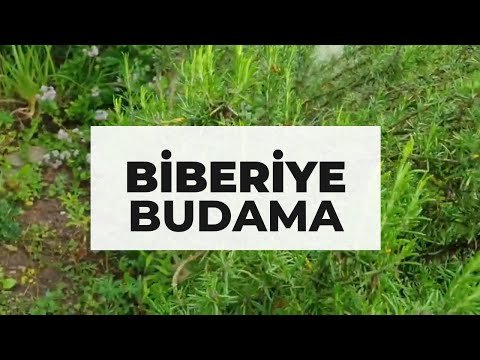 Biberiye Bitkisinin Budanması