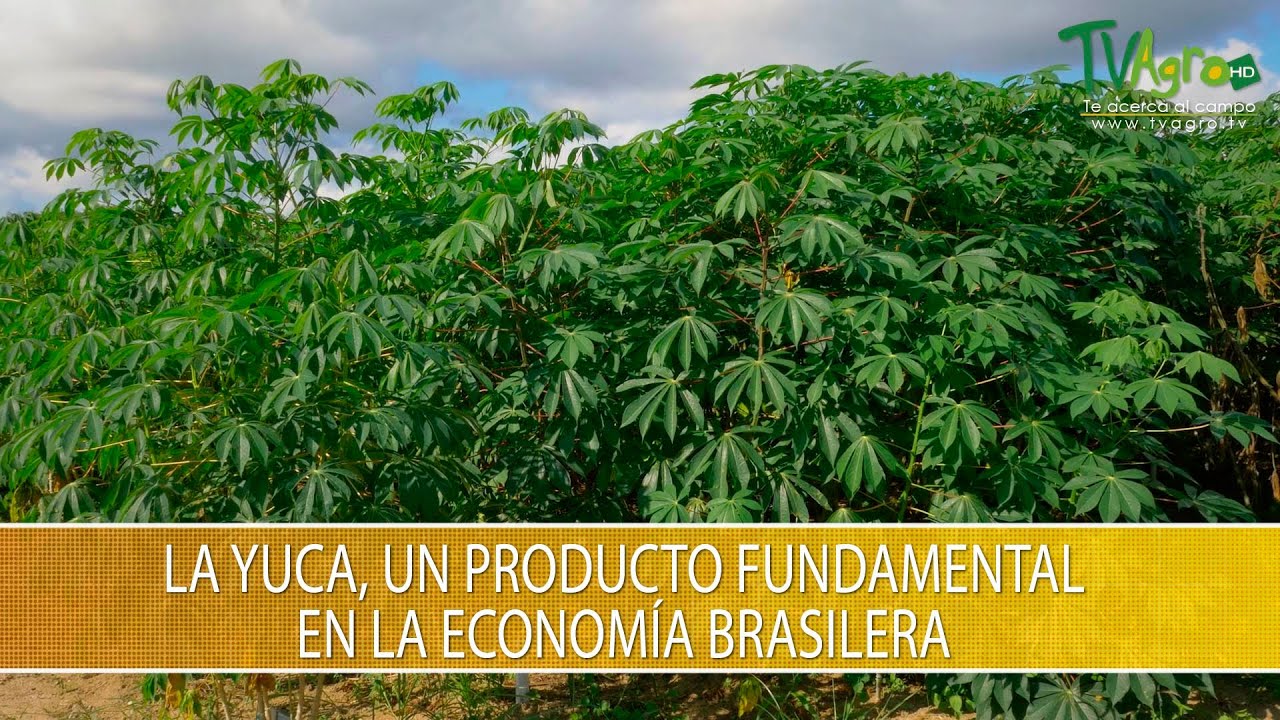 La Yuca o Mandioca Como se cultiva en Brasil- TvAgro por Juan Gonzalo ...