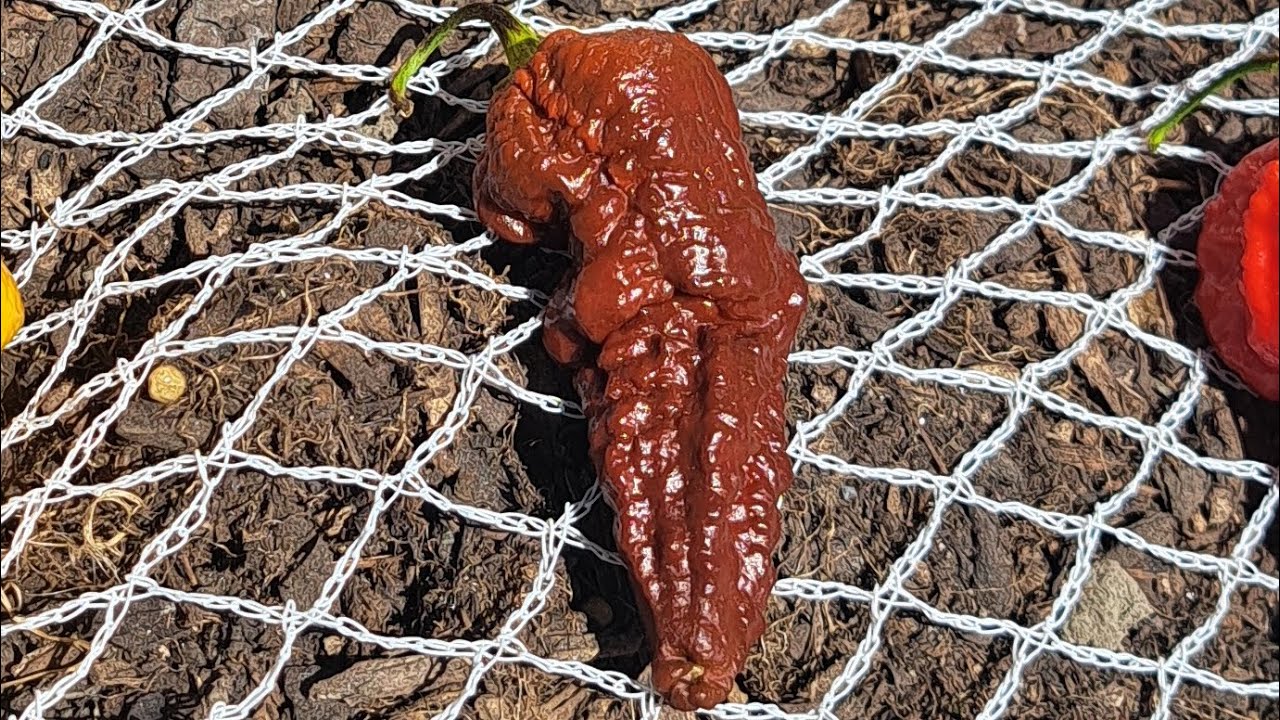 BIG BLACK BHUTLAH🌶 AKA (BIG BLACK MAMMA X CHOCOLATE BHUTLAH) 🥵🧐 - YouTube