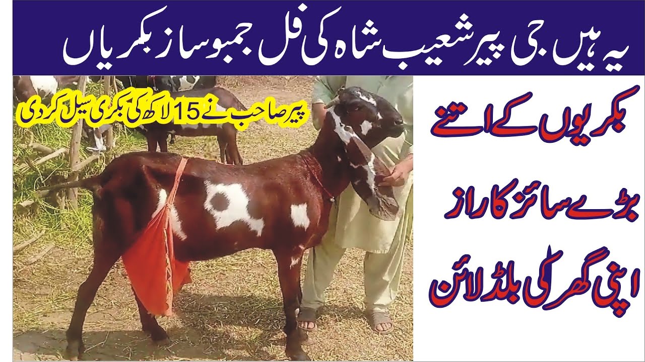 48|How to Make Monster Size Goat| Most Beautiful Goat of Peer Shoaib ...