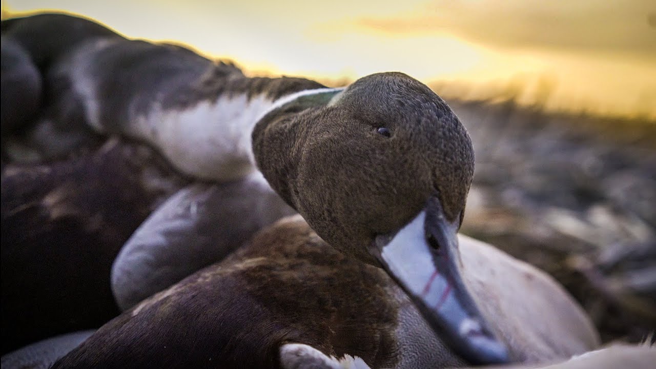 Duck Hunting 2018: "Whirlwind" - Fowled Reality - YouTube