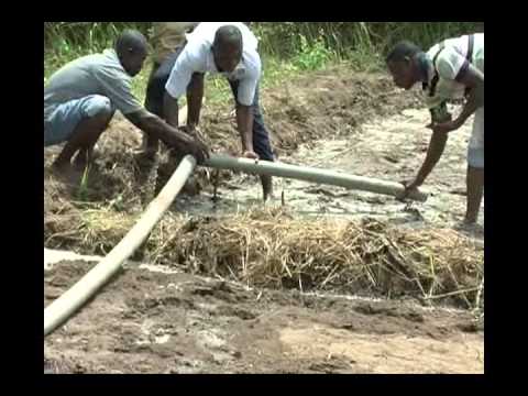 Technique intensive de production du riz SRI - YouTube