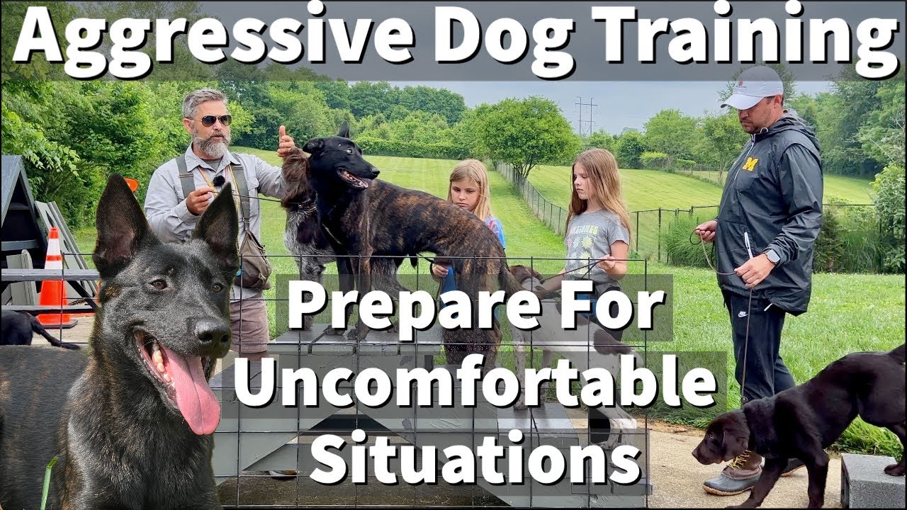 Aggressive Dutch Shepherd / Malinois Cross | Prepare Your Dog For ...