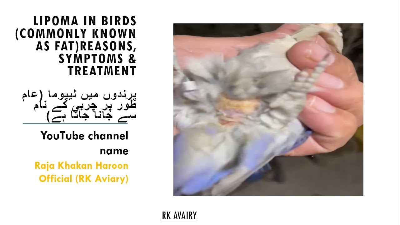 LIPOMA IN BIRDS (REASON ,SYMPTOMS AND TREATMENT) || BIRDS MAIN CHARBI ...