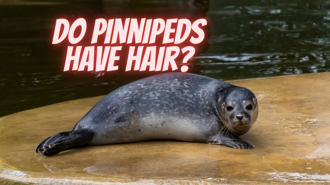What does pinniped mean? #babysealrescue - YouTube