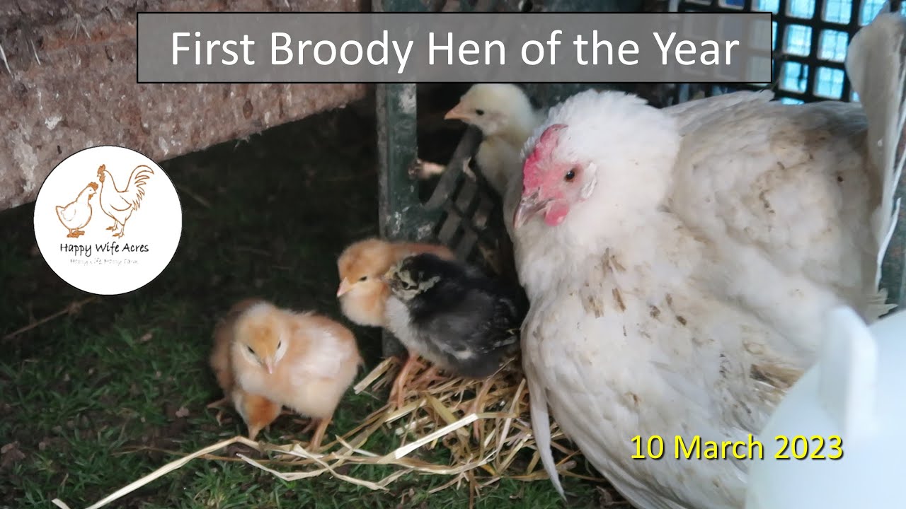 First Broody Hen of the Year - YouTube
