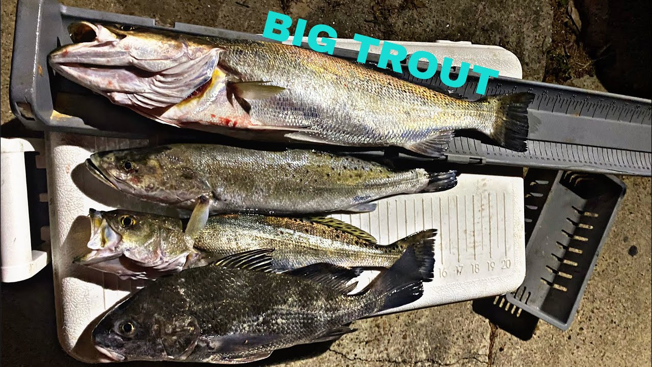 I caught my PB SPECKLED TROUT while wade fishing in Galveston Bay - YouTube