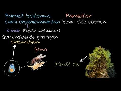 Heterotrof Beslenme (Biyoloji)