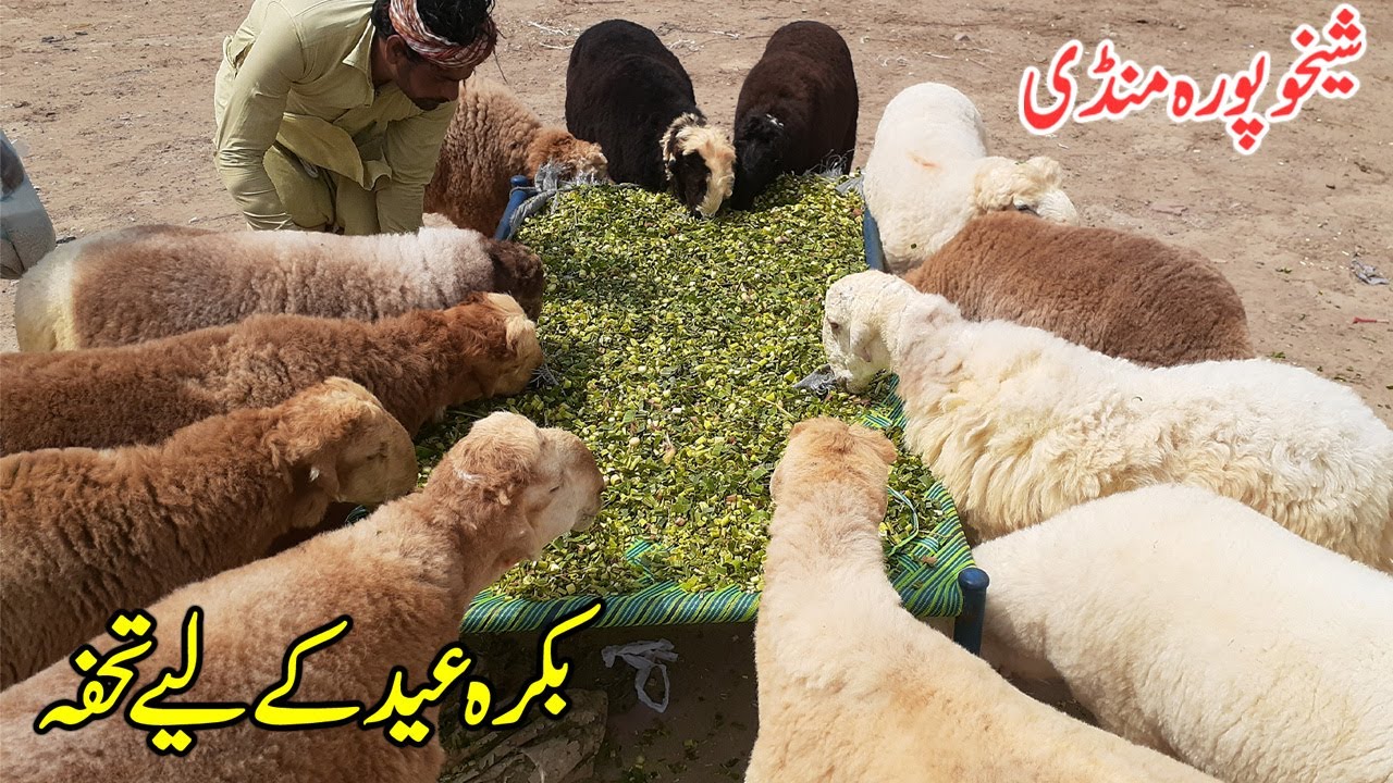 Mundra Chatra In Pakistan 2021 | Eid ul Adha 2021-Mundra Chatra Price ...