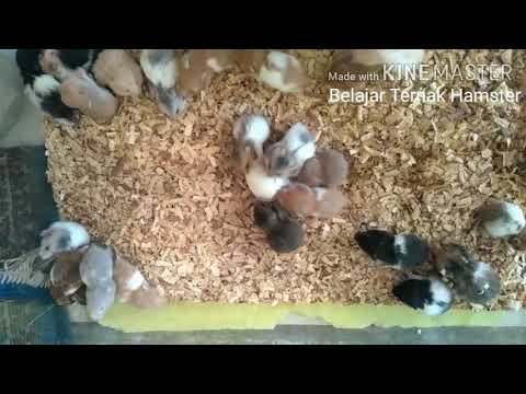 Hamster Makan Telur - YouTube