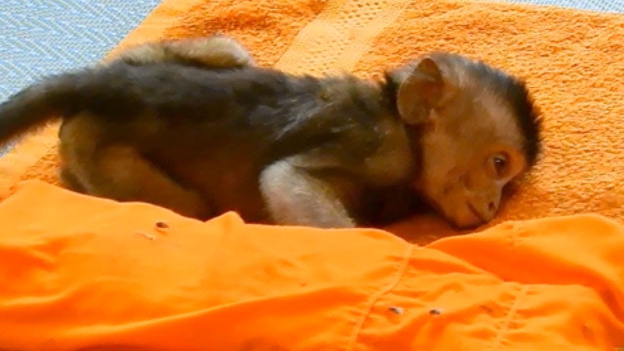 P104-This Is The Style How Baby Lori To Sleep| Look So Funny To See ...