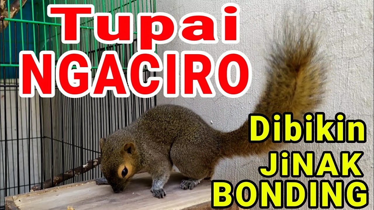 Tupai NGACIRO dibikin BONDING BADAN.. #BajingKelapa #TupaiKelapa # ...