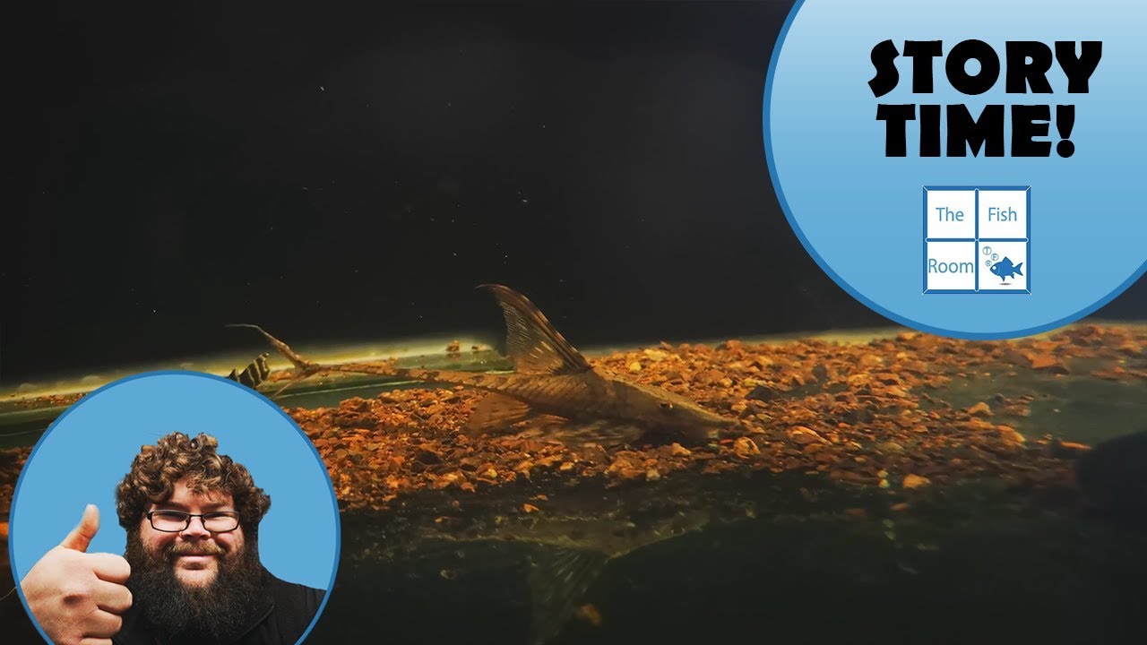 How I helped my fishes Slime Coat! - YouTube