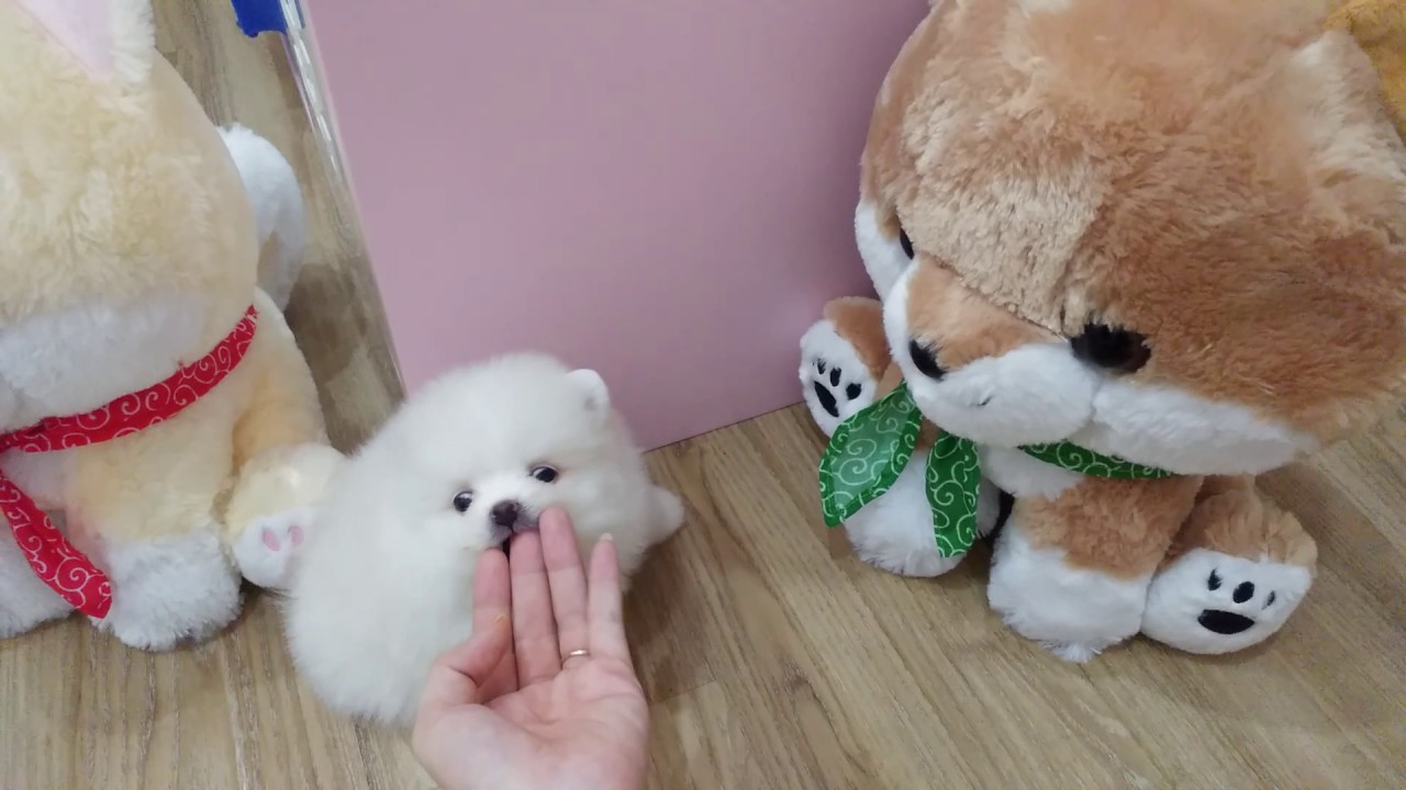 white pomeranian dog - pearl, coco, ocean - 4 - YouTube