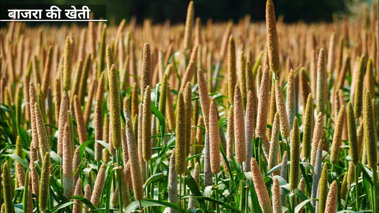 बाजरा की खेती | Bajra ki kheti | millet farming 2022 | बाजरे की खेती | bajra ki kheti kaise ...
