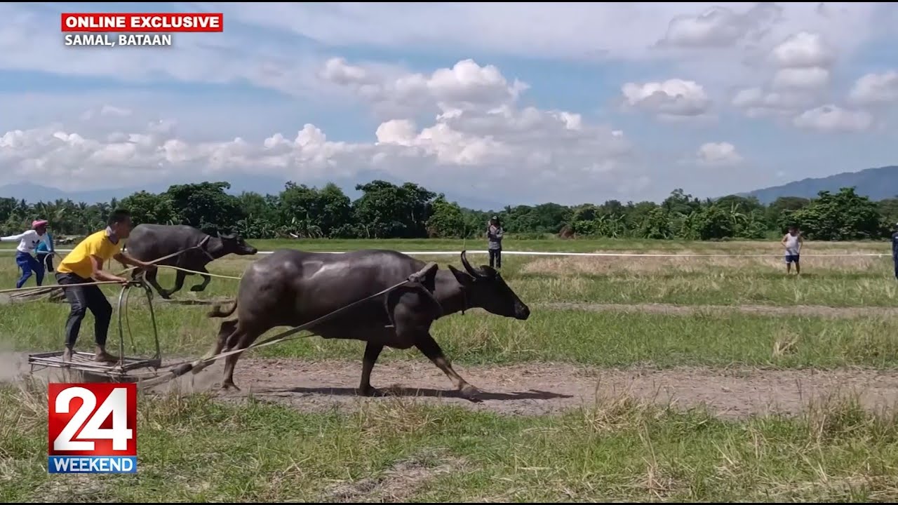 Mga kalabaw, nagkarera; Bangkero Festival, ipinagdiwang sa Pagsanjan ...