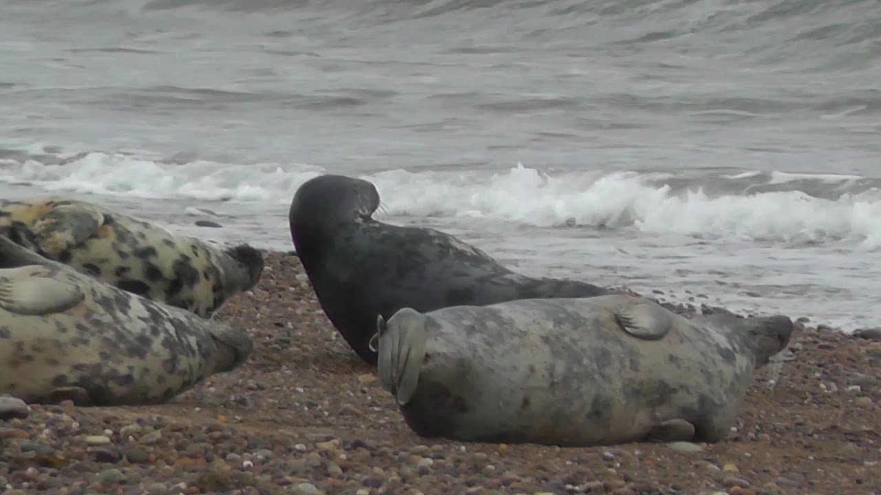 Seals at Portgordon | Nature | Wildlife | Scotland | Moray Firth - YouTube