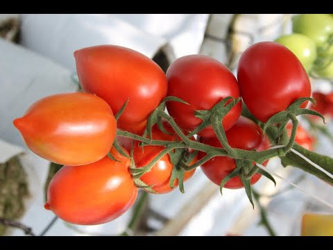 Гибрид и сорт томат Колибри - YouTube