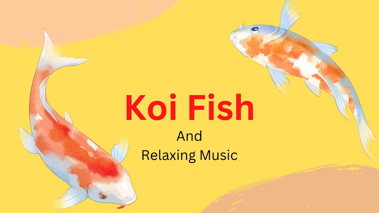 Koi Fish / Relaxing Music Video - YouTube