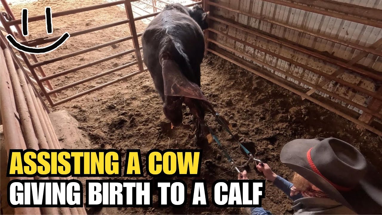 Assisting A Cow Giving Birth: How To Pull A Calf - Smiling Bovine Ranch ...