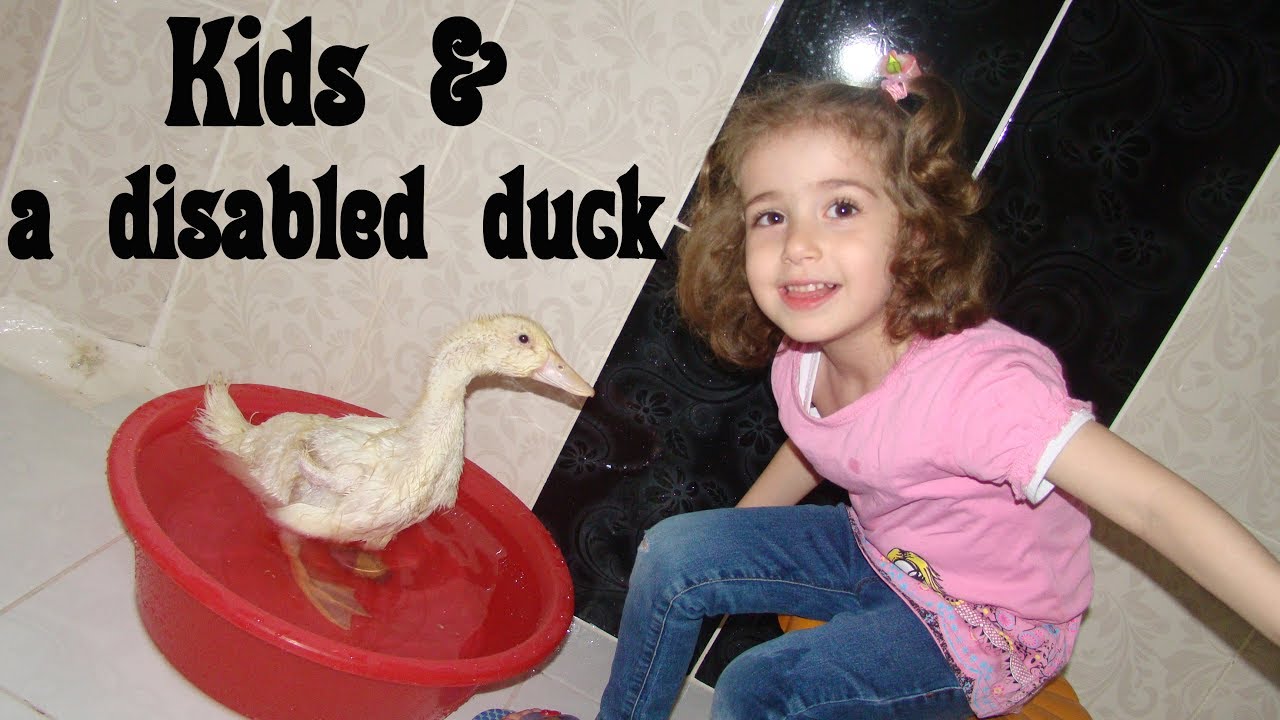 Children care for a disabled duck. - YouTube