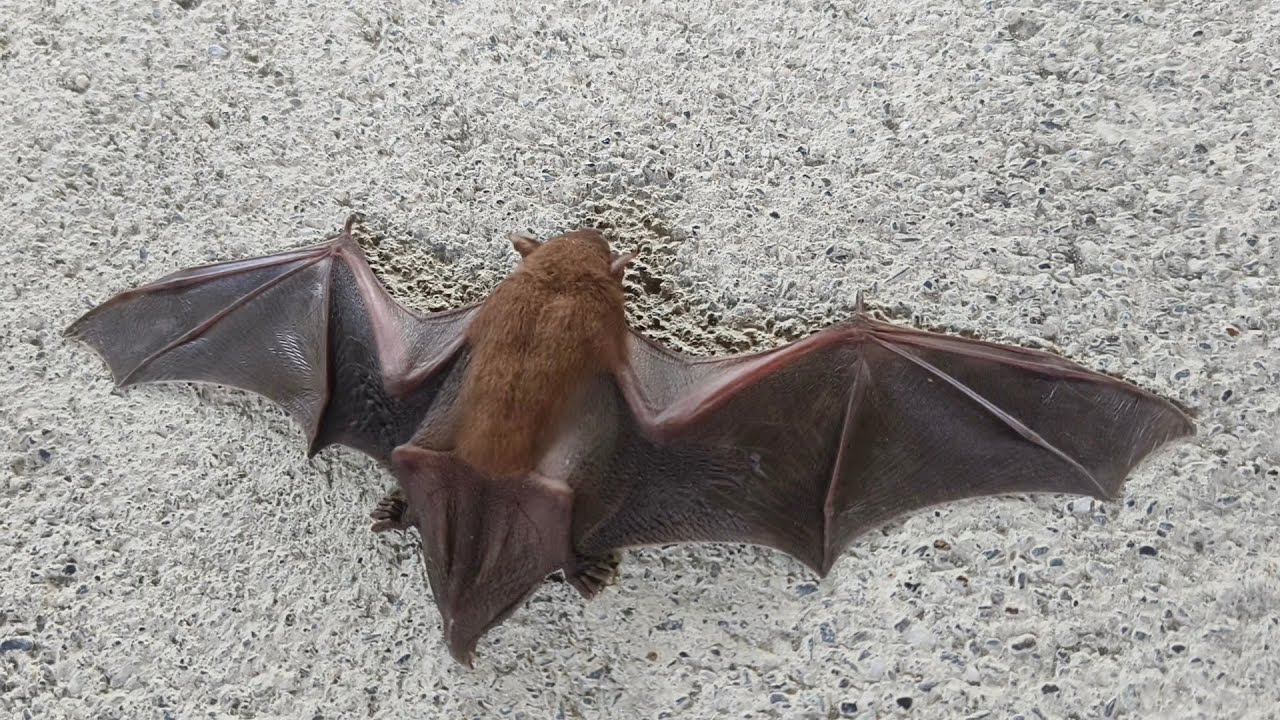 😱WALKING BAT😱 - YouTube