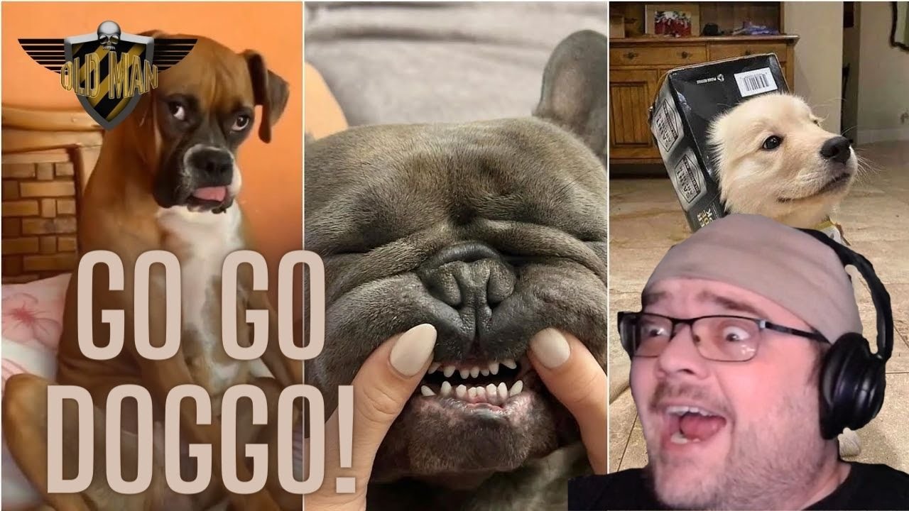 13 Minutes of Funny Dogs Reaction - YouTube