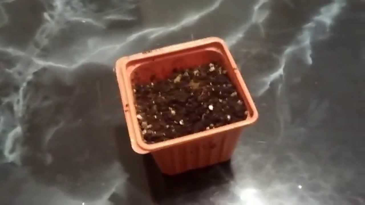 Growing Grocery Store Ginger Root. - YouTube